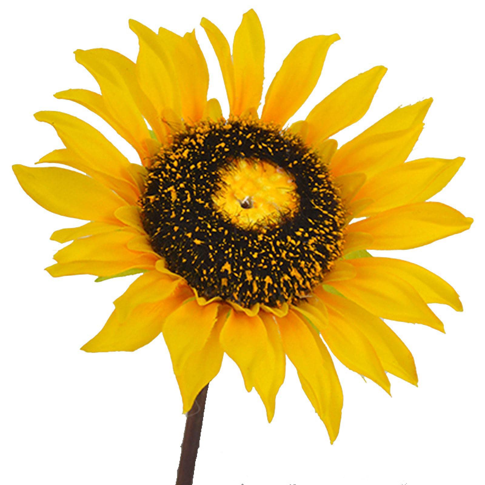 Single Sunflower Photography