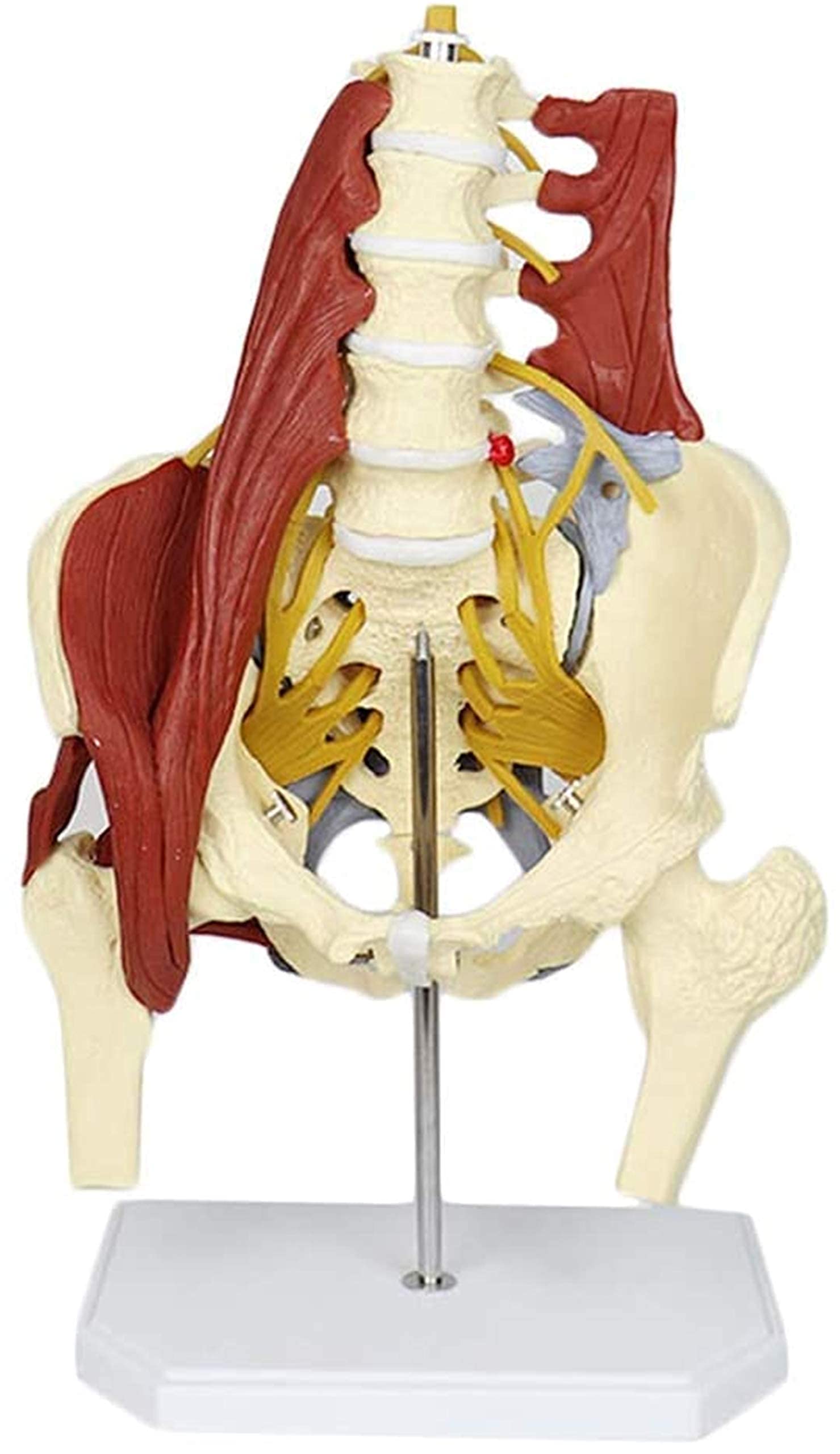 Jrztc Study Model Female Pelvis Model Lumbar Spine Bone Model ...
