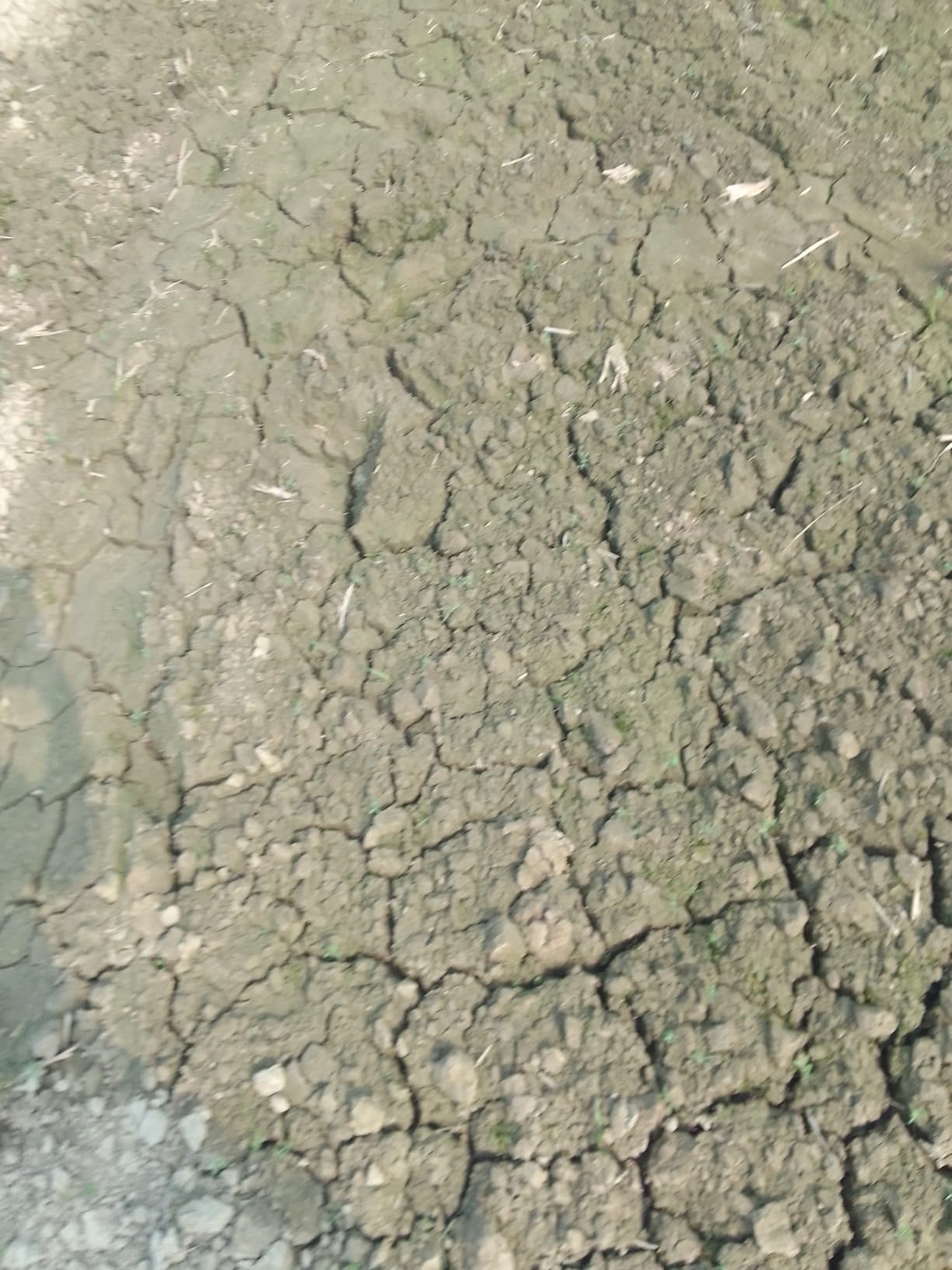 BLACK WHEAT GRAINS (1 KG) for eating and cooking | kale gehu daane ...