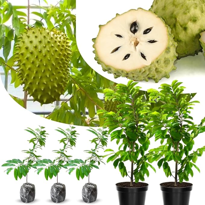 Amazon.com : Live Giant Soursop Tree for Planting, Annona Muricata ...