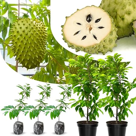 Amazon.com : Live Giant Soursop Tree for Planting, Annona Muricata ...