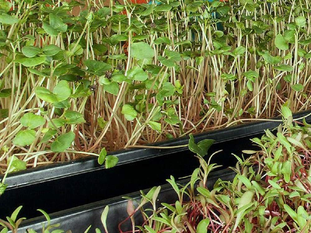 Cilantro Sprouts