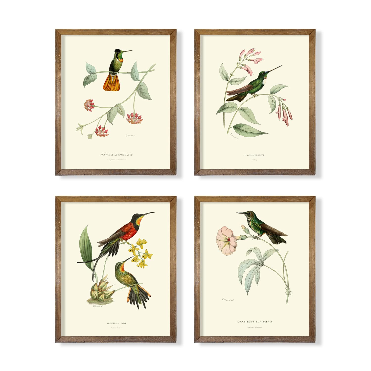 Amazon.com: Vintage Bird Wall Art - Hummingbird Pictures for Wall ...