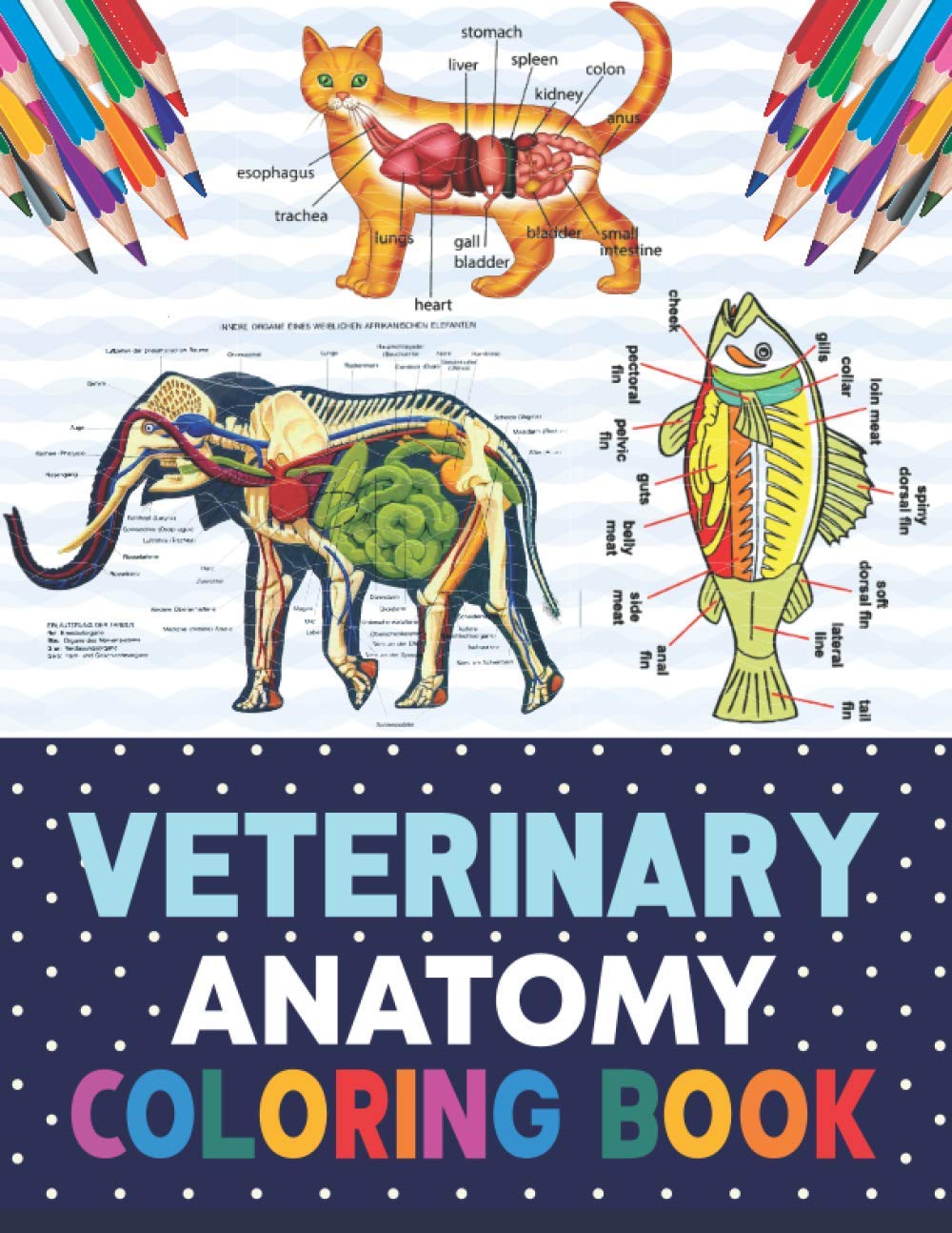 Veterinary Anatomy Coloring Book Animal Anatomy And Veterinary ...