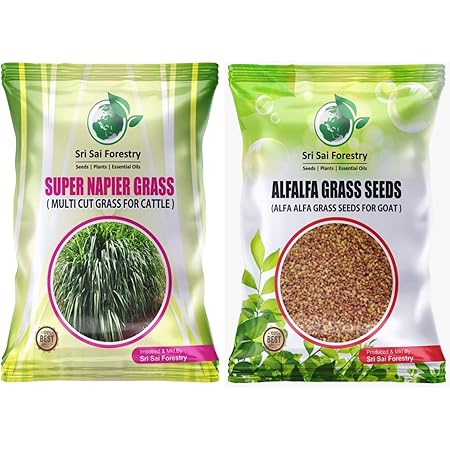 SRI SAI FORESTRY Super Napier Grass Seeds | Alfalfa Seeds - Alfa Alfa ...