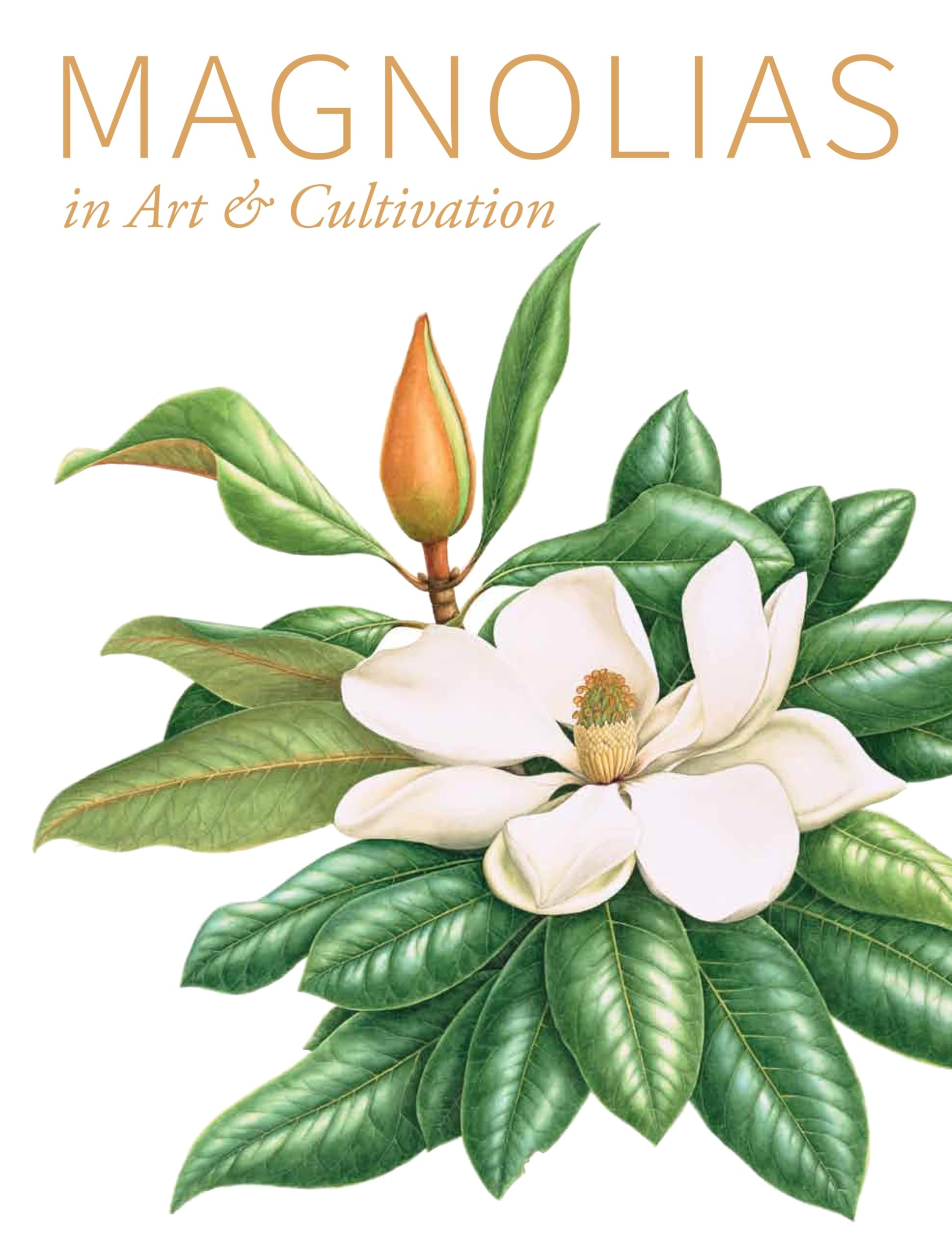 Magnolias in Art and Cultivation: Gardiner, Jim, Oozeerally, Barbara ...