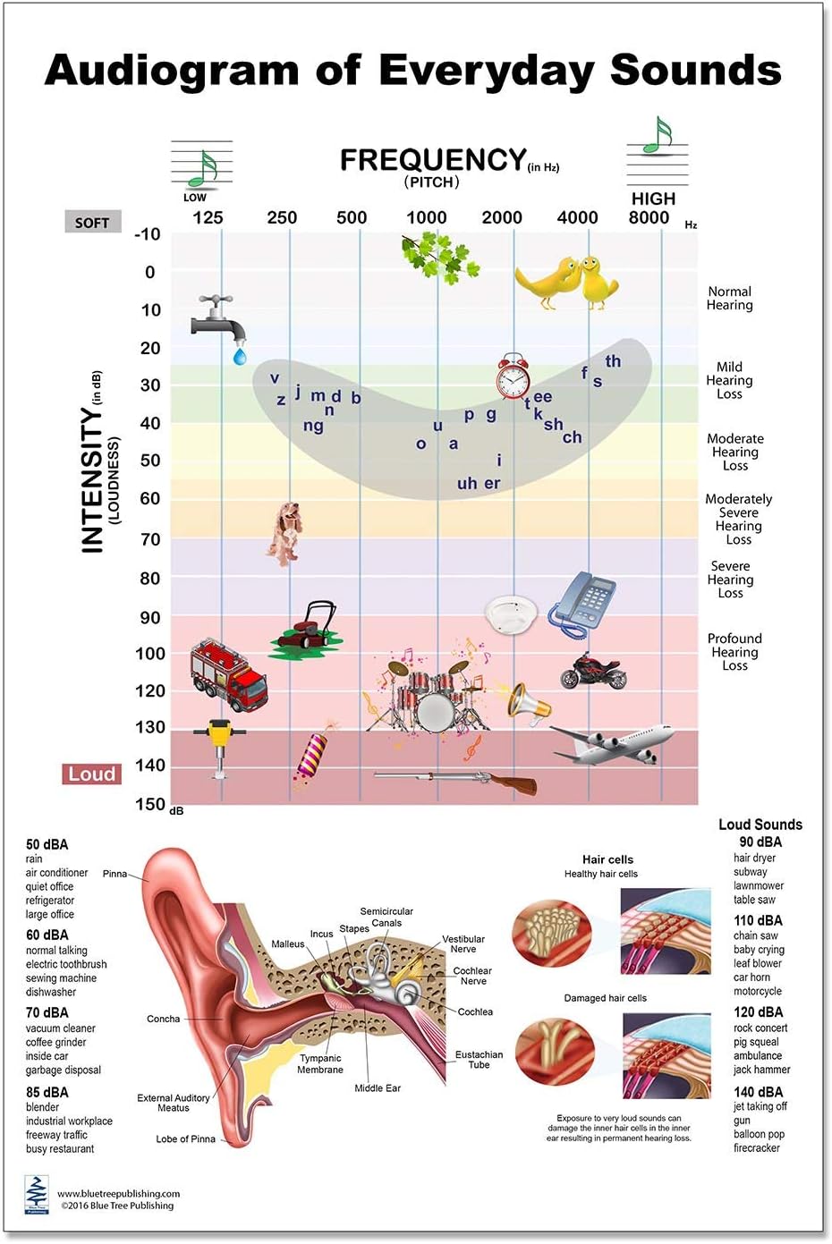 Amazon.com: Blue Tree Publishing Audiogram of Everyday Sound Poster ...