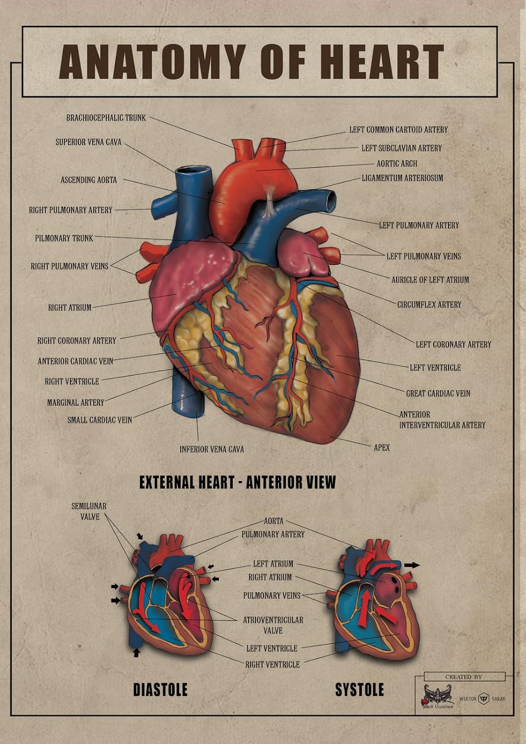 Amazon.com: Anatomy of the heart 1 J5022 A3 Poster on Canva - Canvas ...