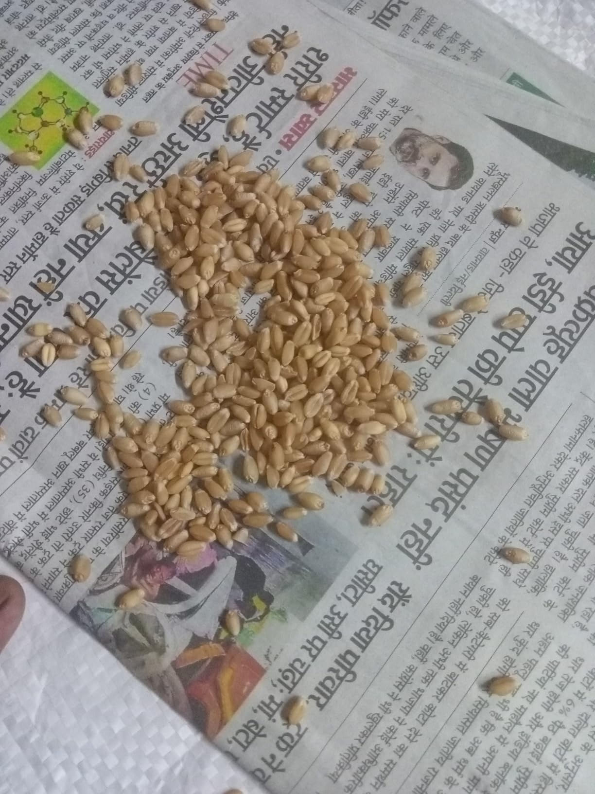 Organic Whole Wheat grains(1 kg) for eating and cooking |Chemical Free ...