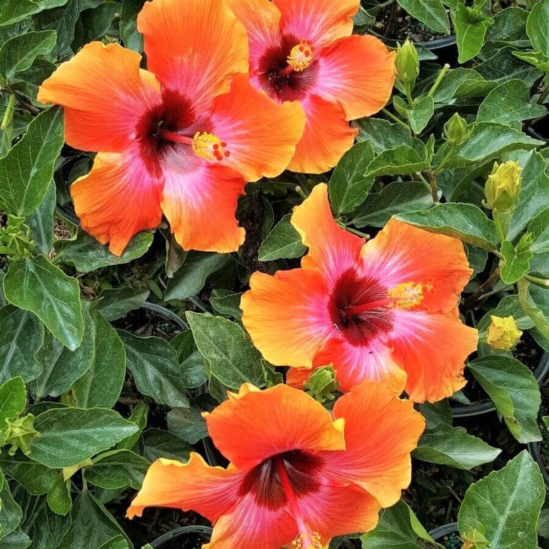 Amazon.com : Hibiscus Plant Live, Sunset Hibiscus Plant, Hibiscus Live ...