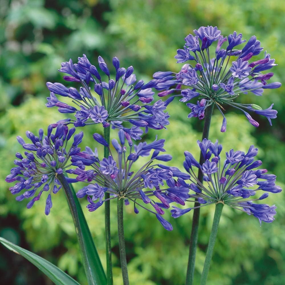 YouGarden Agapanthus Blue, Established Plant in 5L Pot, Ready to Plant ...