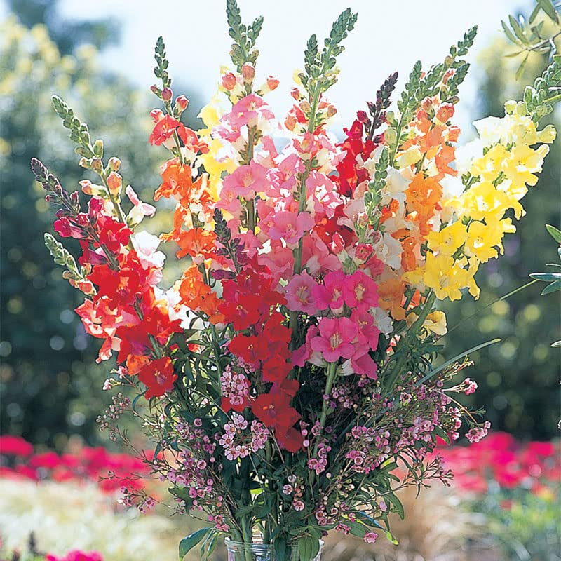 Snapdragon flower - How to grow & care