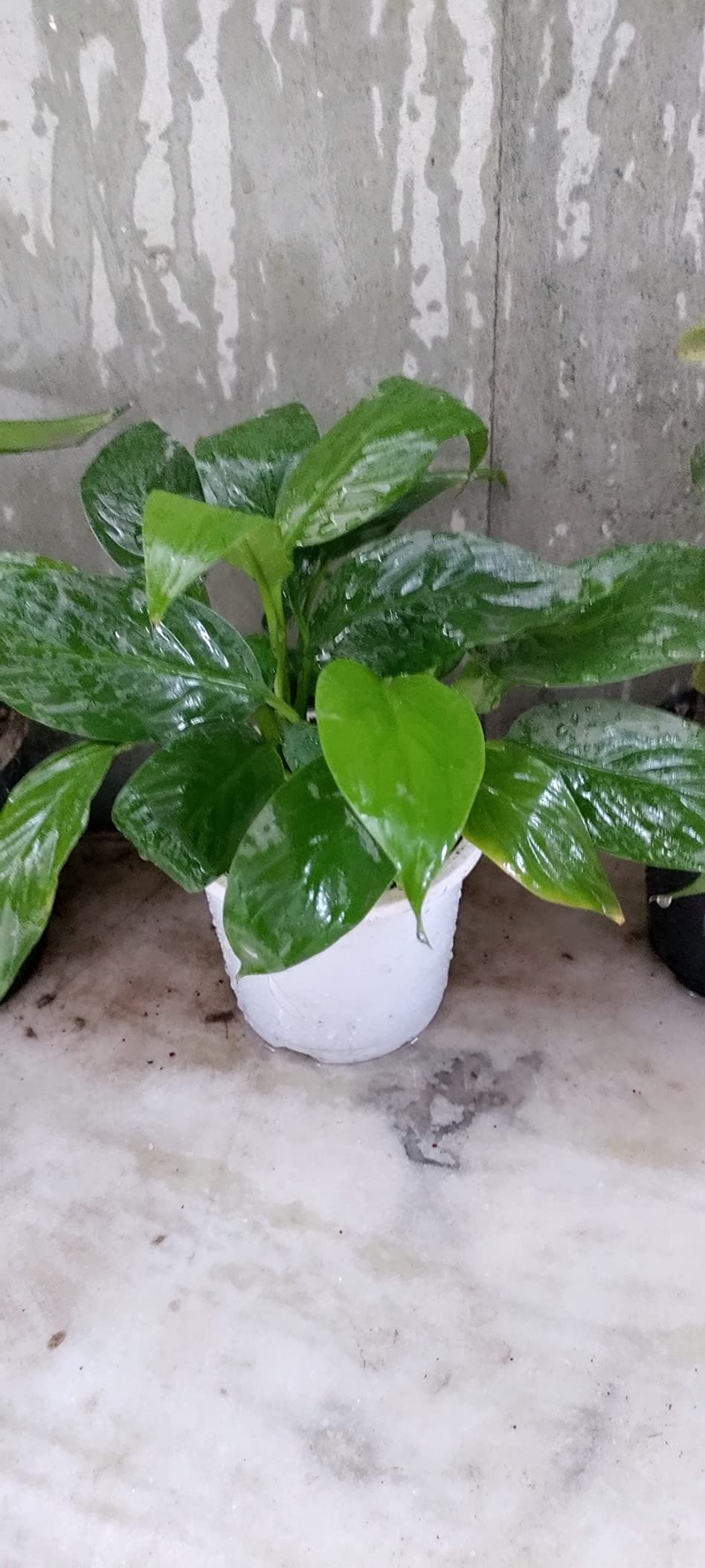 CAPPL Low Maintenance Live Peace Lily Plant | Air Purifying ...