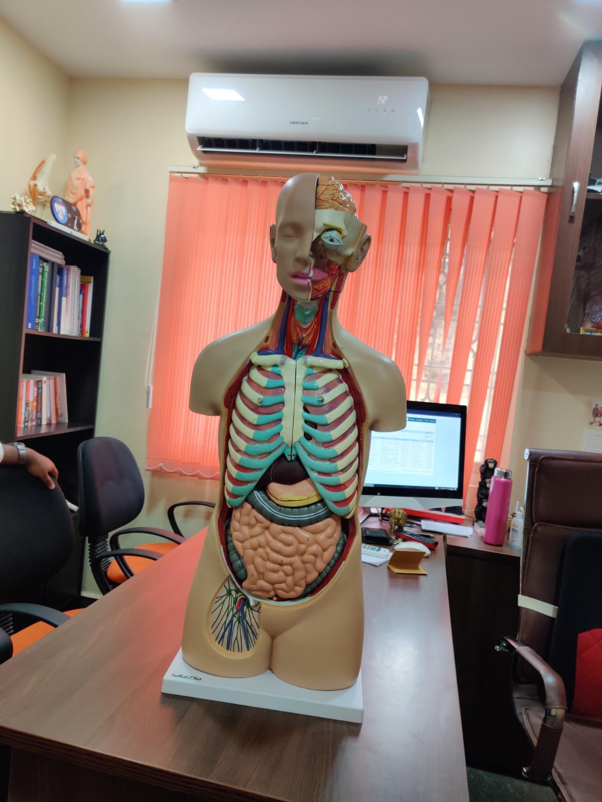 Labzio - Premium Anatomical Human Torso, with Open Neck and Back ...