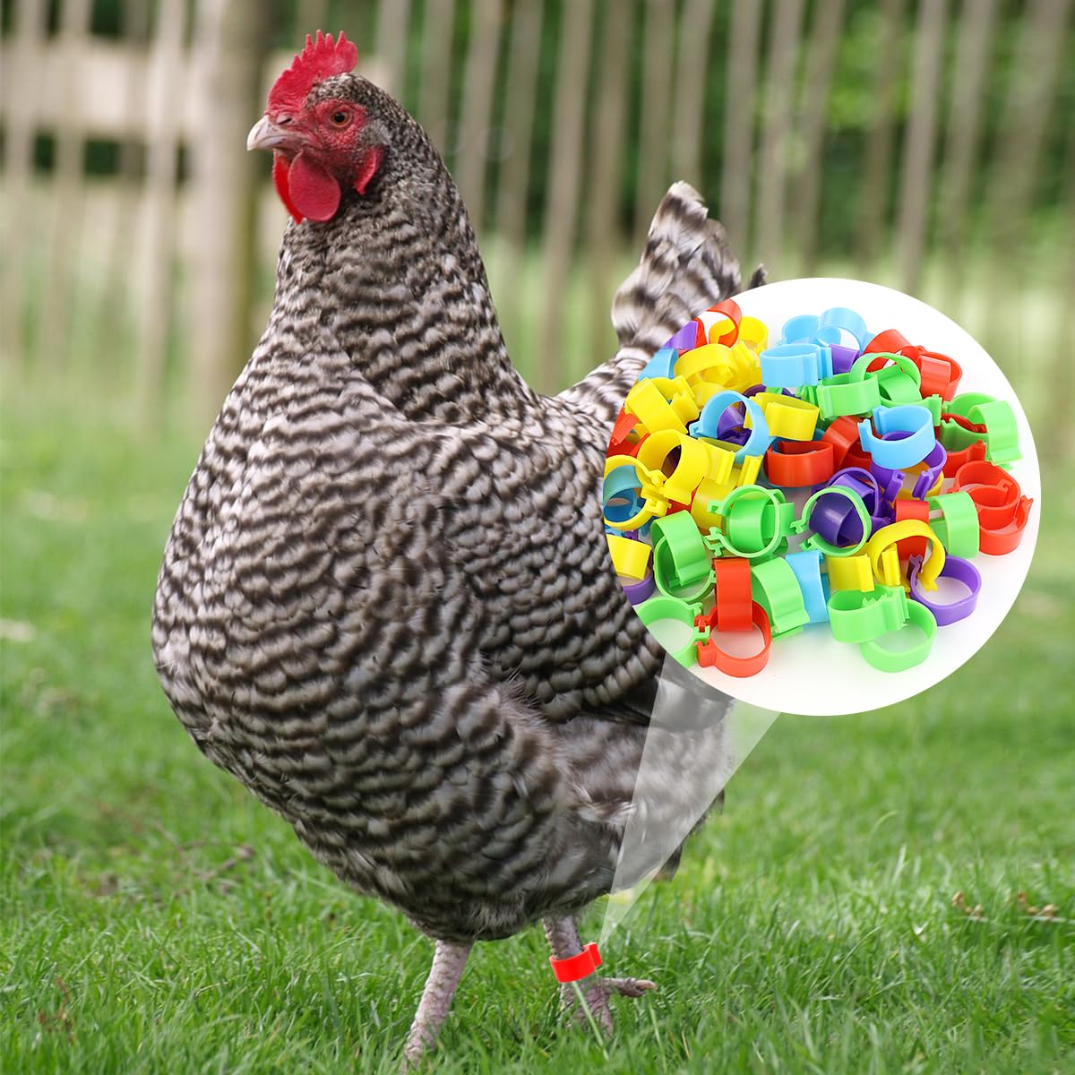 Snapklik.com : 100 PCS Chicken Identification Band 5Color Chicken Leg ...