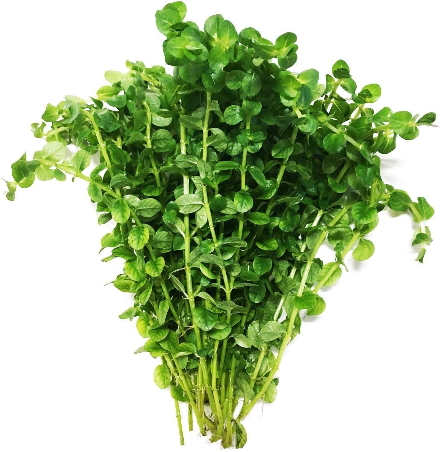 Rotala Rotundifolia Green