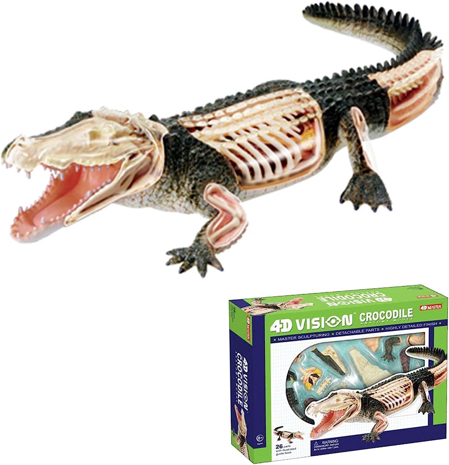 Amazon.com: BHUJIA Detachable 26 Parts Animal Anatomy Model 4D ...
