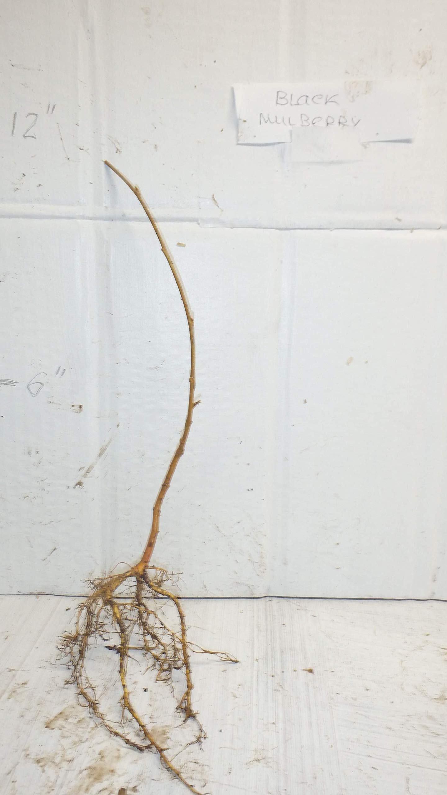 Black Mulberry Tree Roots