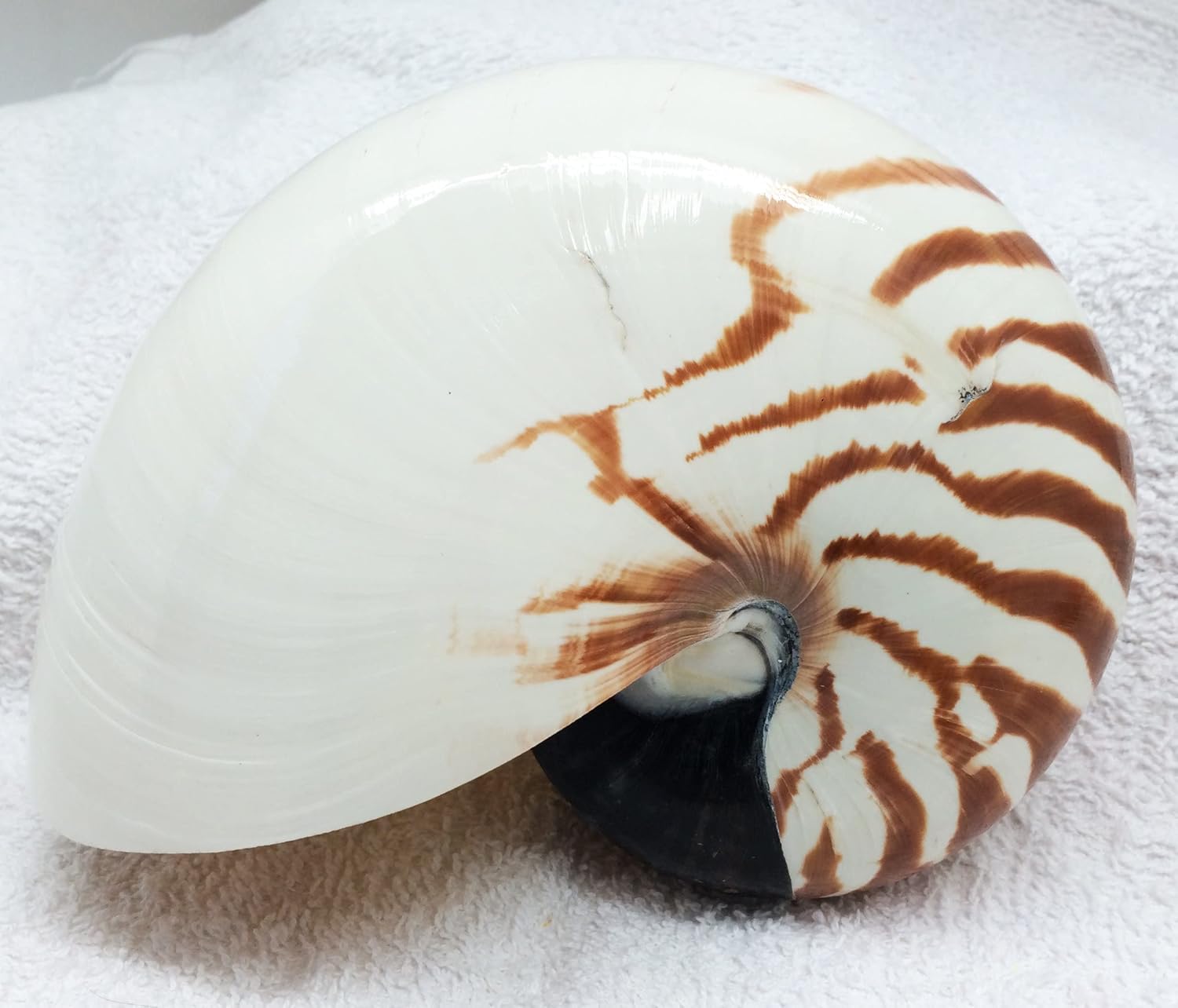 Amazon.com: PEPPERLONELY Natural Chambered Nautilus Shells 6 Inch ~ 7 ...