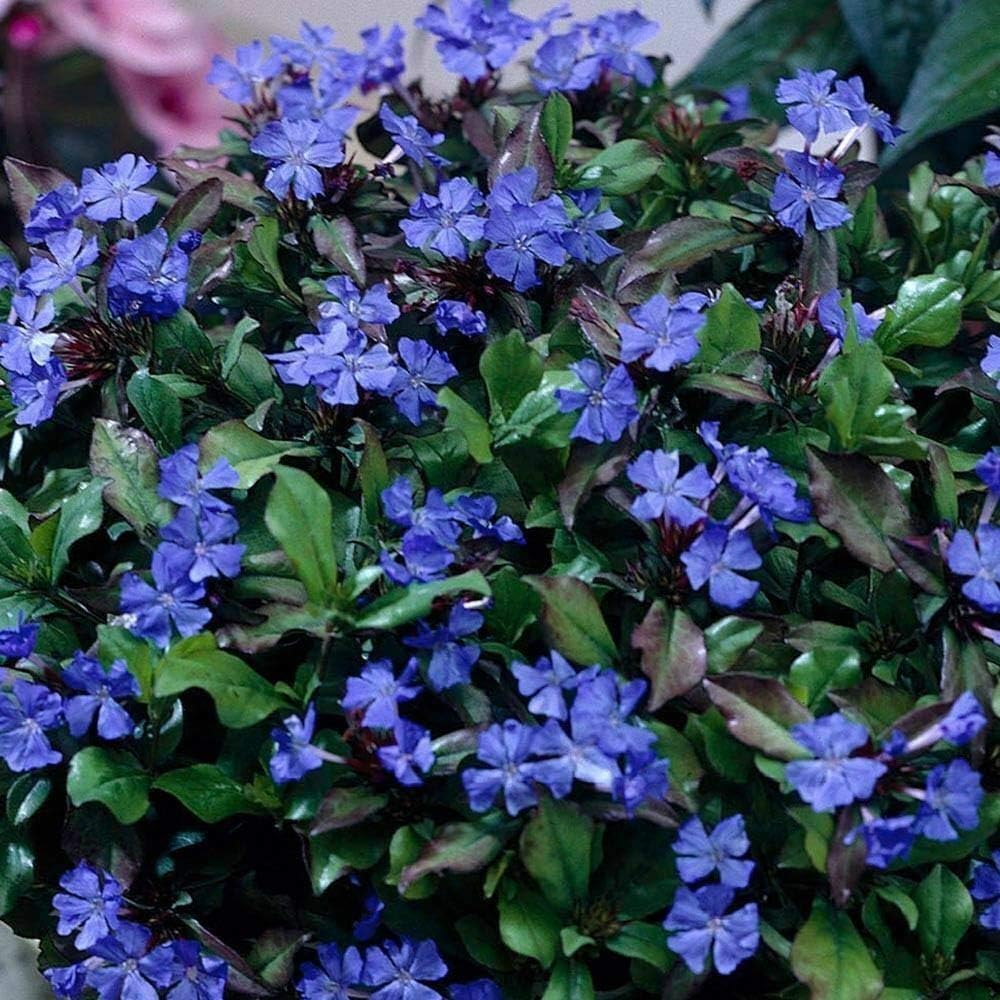 Ceratostigma plumbaginoides - Hardy Plumbago - Plant in 9cm Pot ...