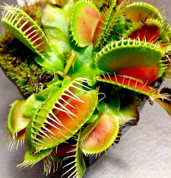 200+ Venus Flytrap Plant Seeds - Venus Fly Trap Seeds for Planting Indoor - Dionaea 'Dentate ...