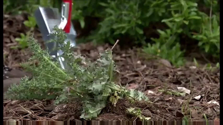 Watch Garden Weasel Weed Popper Pro on Amazon Live