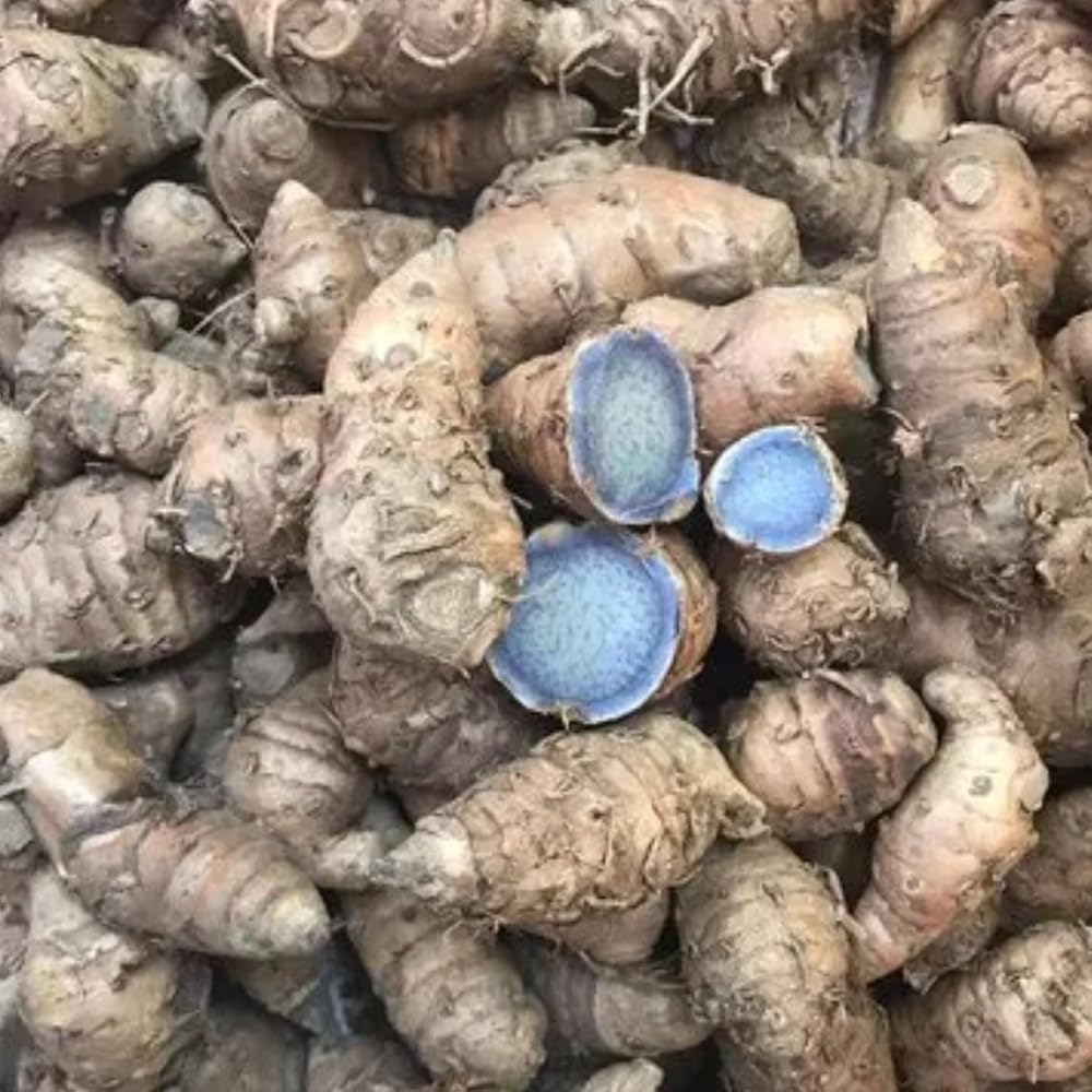 Hug A Plant | Black Turmeric Rhizome/Kari Manjal Nepal | Ubuy
