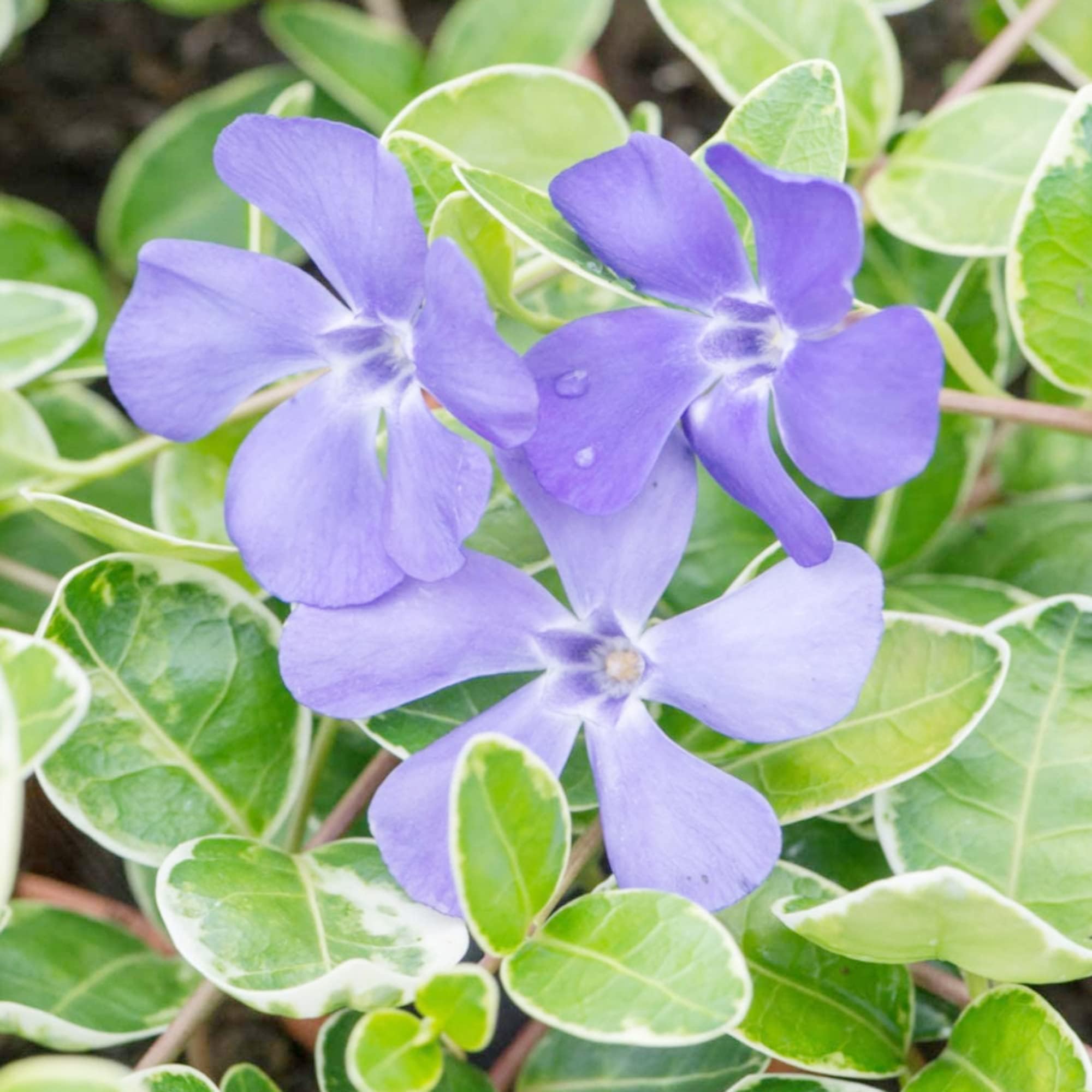 Amazon.com : Periwinkle Seeds Low-Growing Evergreen Perennial Ground ...