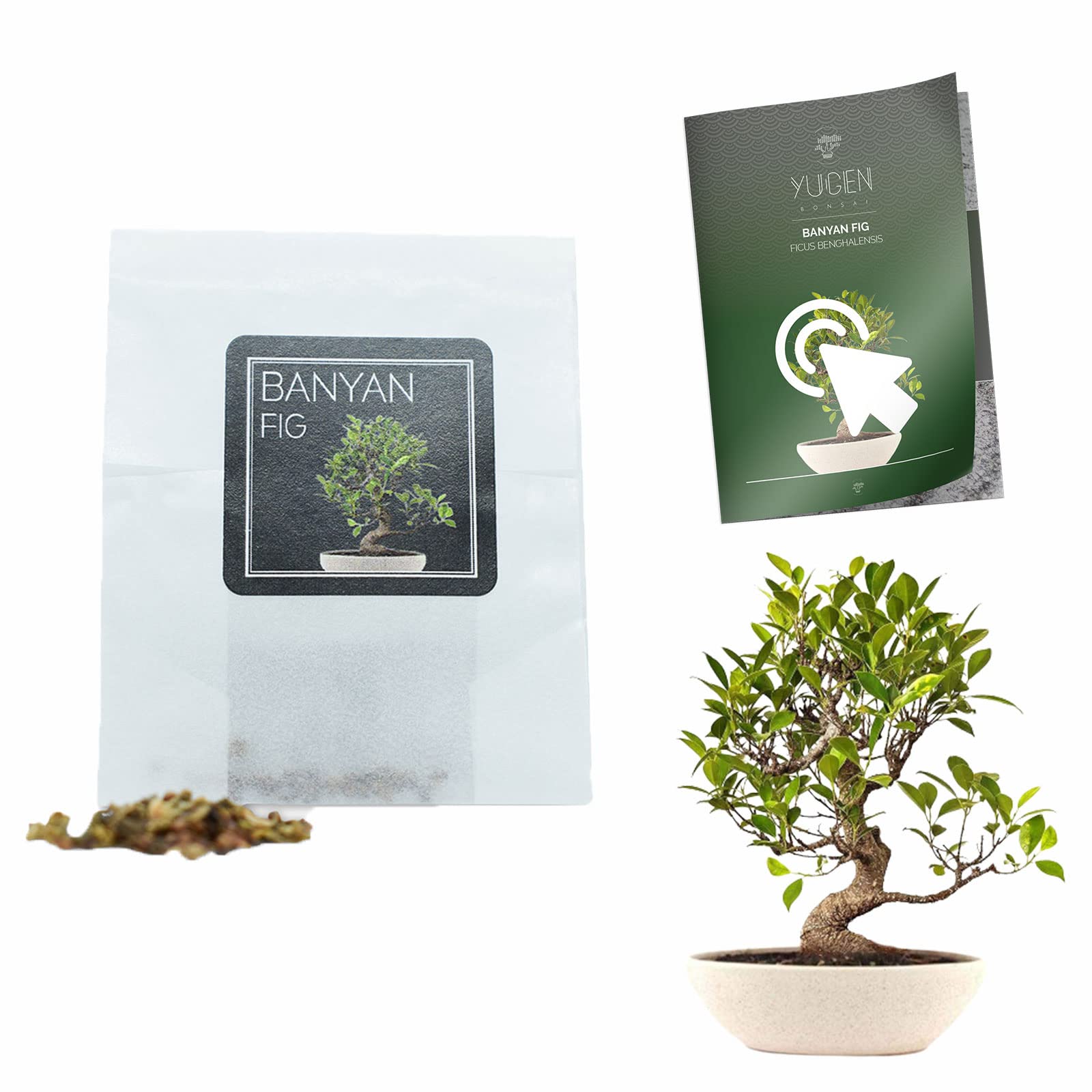 30 Banyan Fig Bonsai Seeds | Ficus Benghalensis | Growing Guide | Grow ...