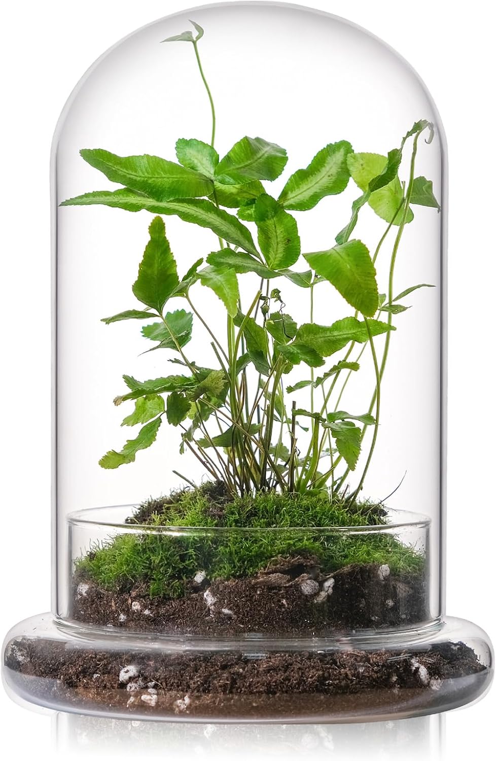 Amazon.com: WHJY 8 inches Glass Cloche for Indoor Plants - Small ...