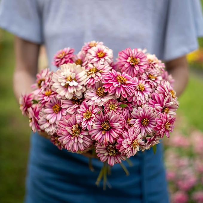 Amazon.com : Eden Brothers Zinnia Seeds - Zahara Double Raspberry ...