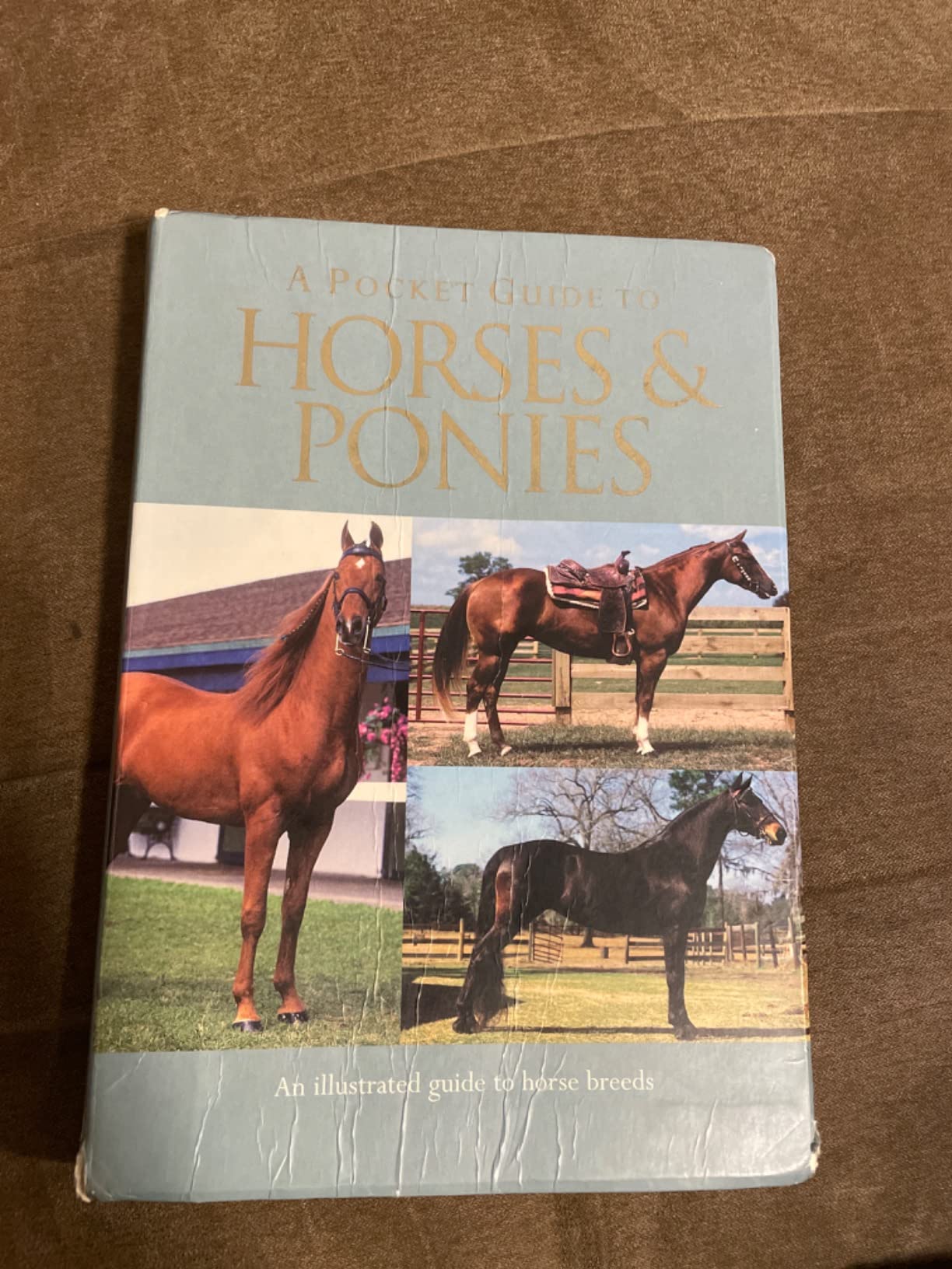 A Pocket Guide To Horses and Ponies by Corinne Clark (2007-04-04 ...