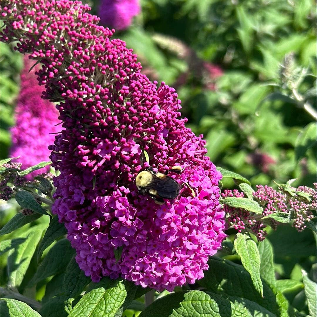 Amazon.com : Pugster Pinker® Dwarf Butterfly Bush 3 Gallon : Patio ...