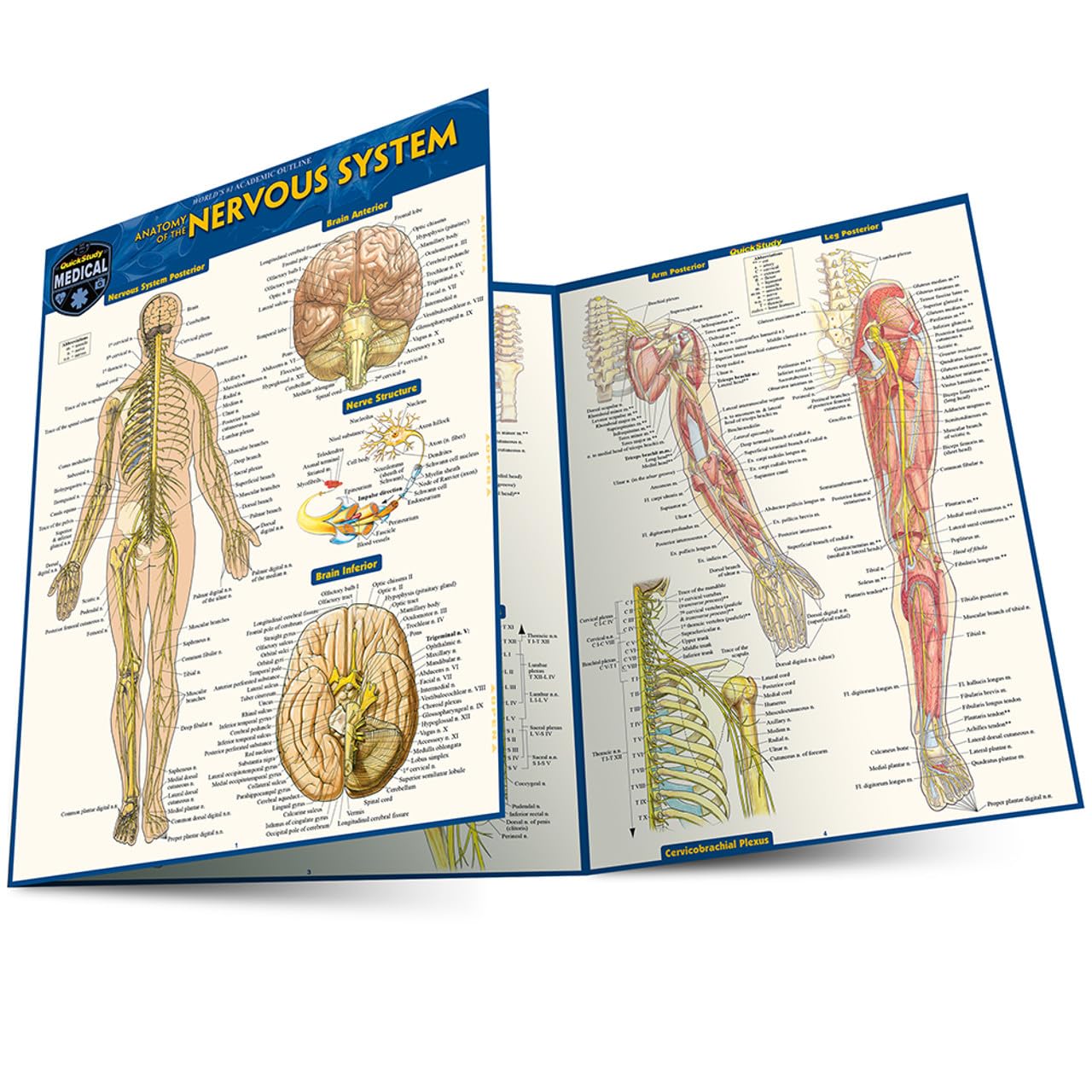 Buy Anatomy of the Nervous System: A Quickstudy Laminated Reference Guide Book Online at Low ...