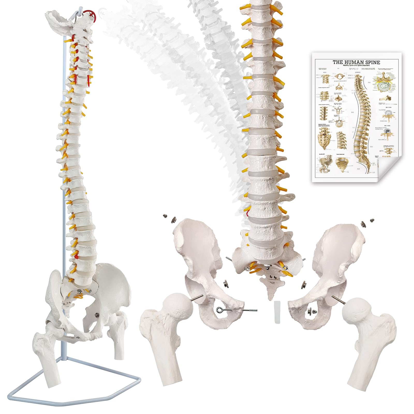 Snapklik.com : EVOTECH Flexible Human Spine Model For Anatomy, 34.8 ...
