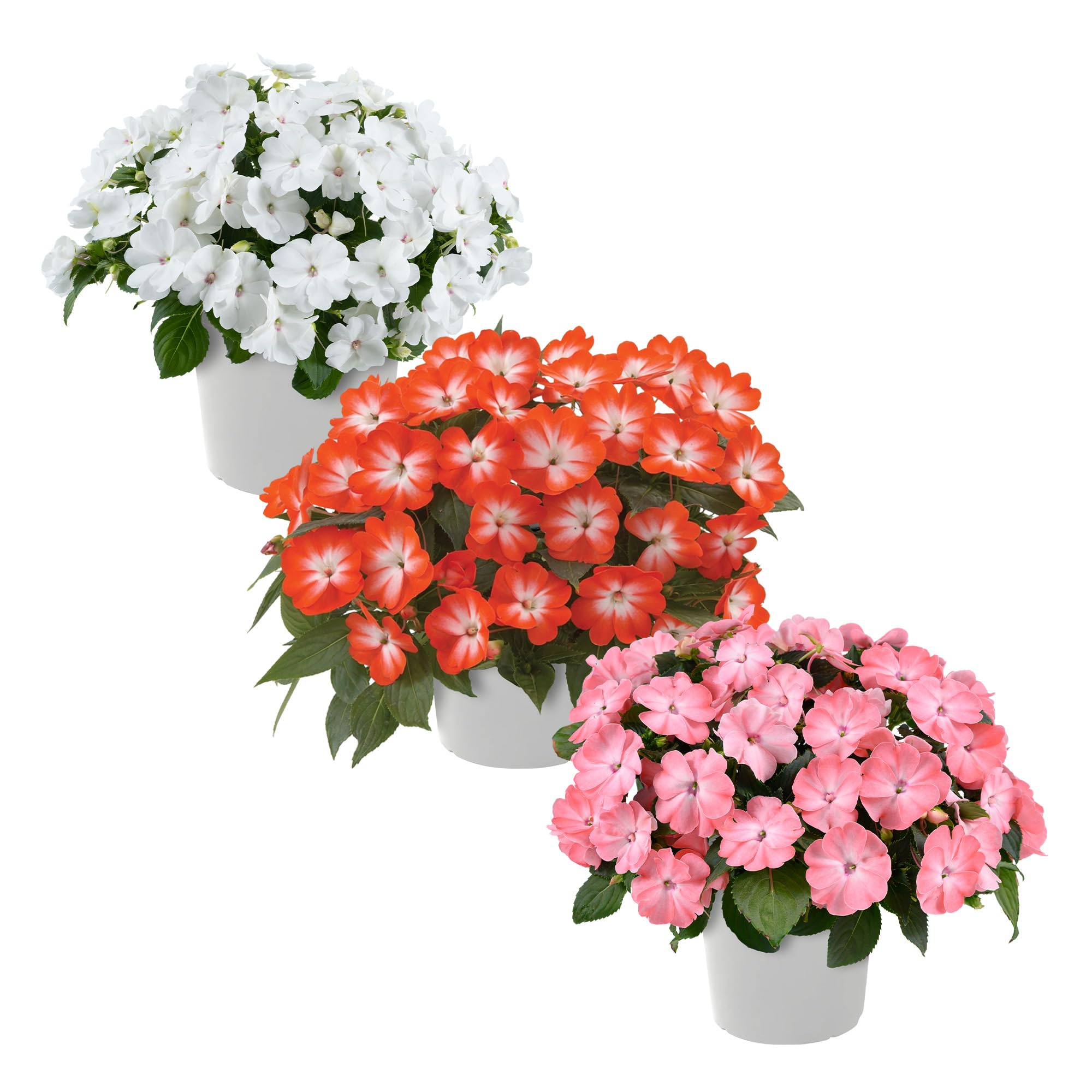 5 Best Container Plants For Shade | No-Sun Color Burst