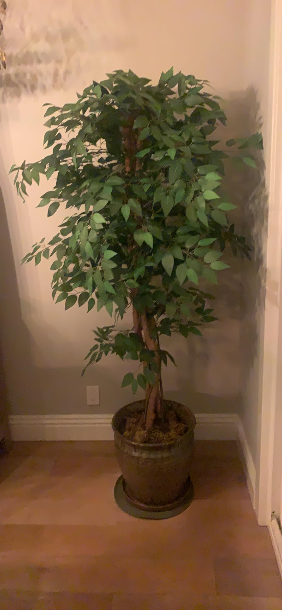 $9/mo - Finance Keeplush 3ft Ficus Artificial Trees with Natural Curved ...