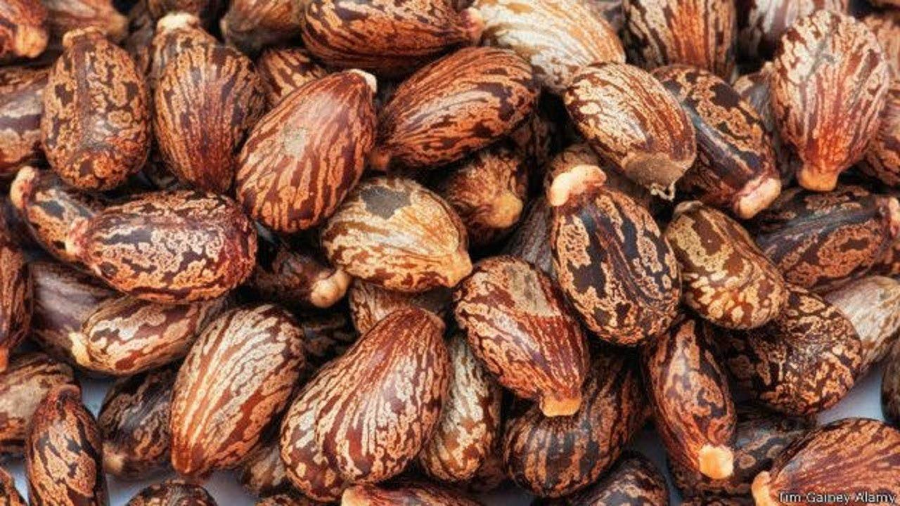 Divesh Store Arandi Ke Beej 400 Grm-Arandi-Castor Seeds-Ricinus ...