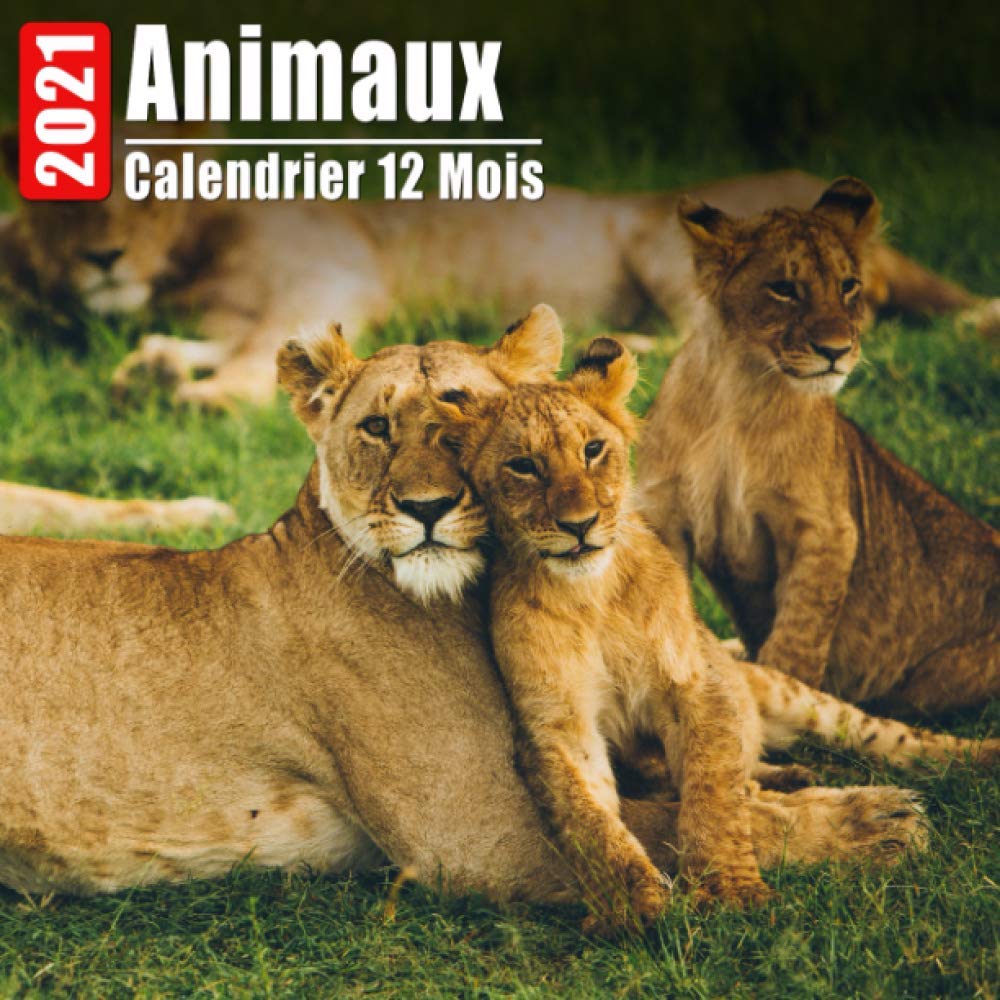 Buy Calendrier 2021 Animaux: Mini Photos Calendrier Animaux Et ...