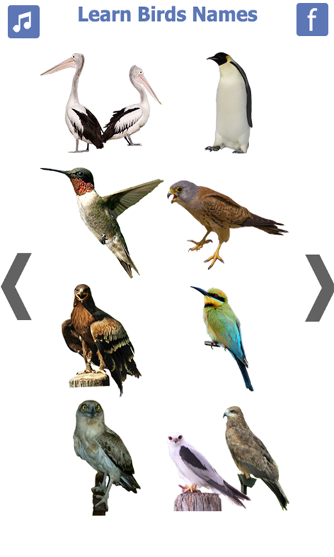All Birds Pictures With Names In English