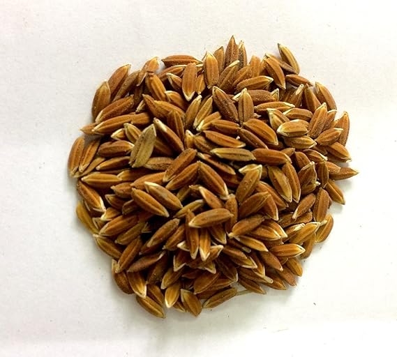 Buy Mall~Kerala : 100 Precious Seeds of Rarest Red Rice Paddy Red Sali ...