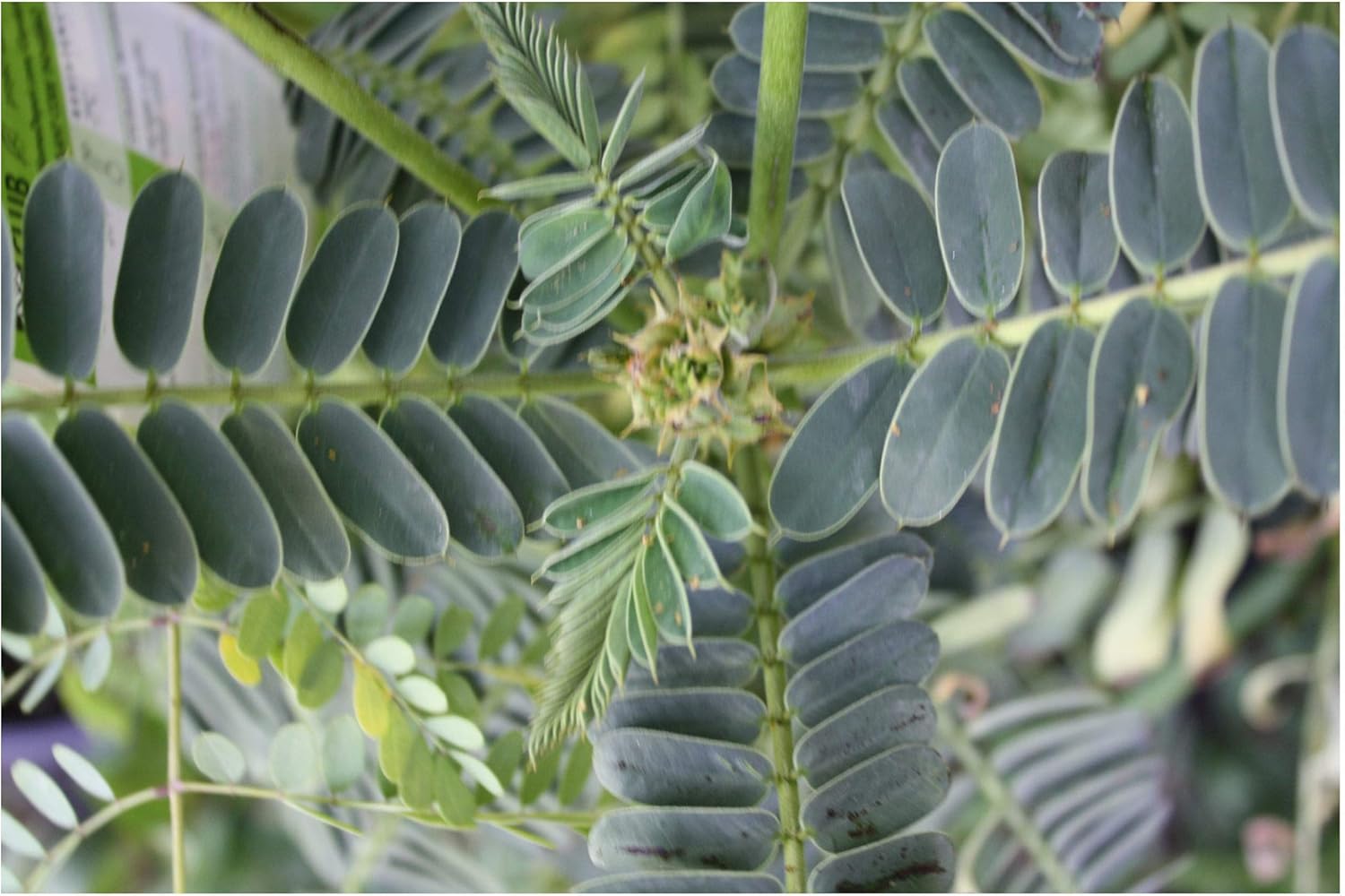 Amazon.com : Caesalpinia bonduc 5 Seeds Sea Pearl Plant Rare small ...