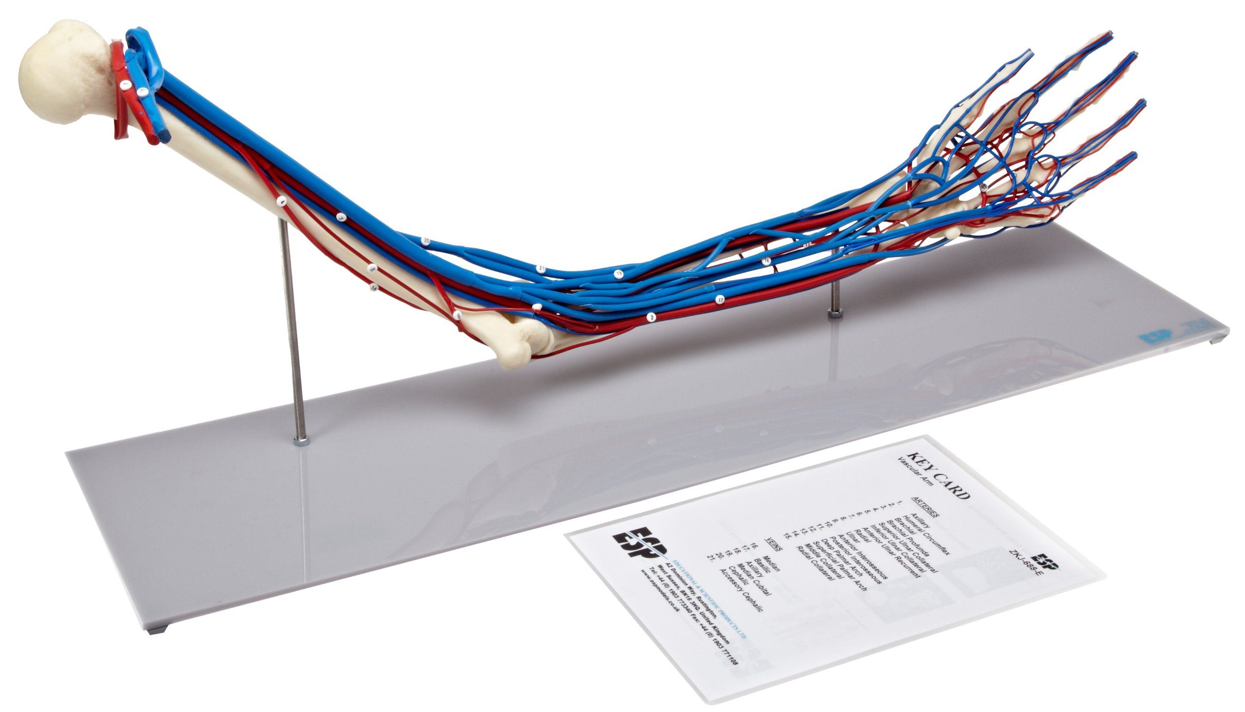 3B Scientific W19019 Vascular Arm Model, 26" x 7.1" x 11": Human ...
