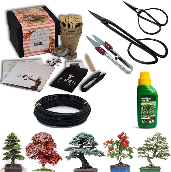 Apprentice Bonsai Tree Starter Kit Bundle | Grow Your Own Bonsai Tree ...