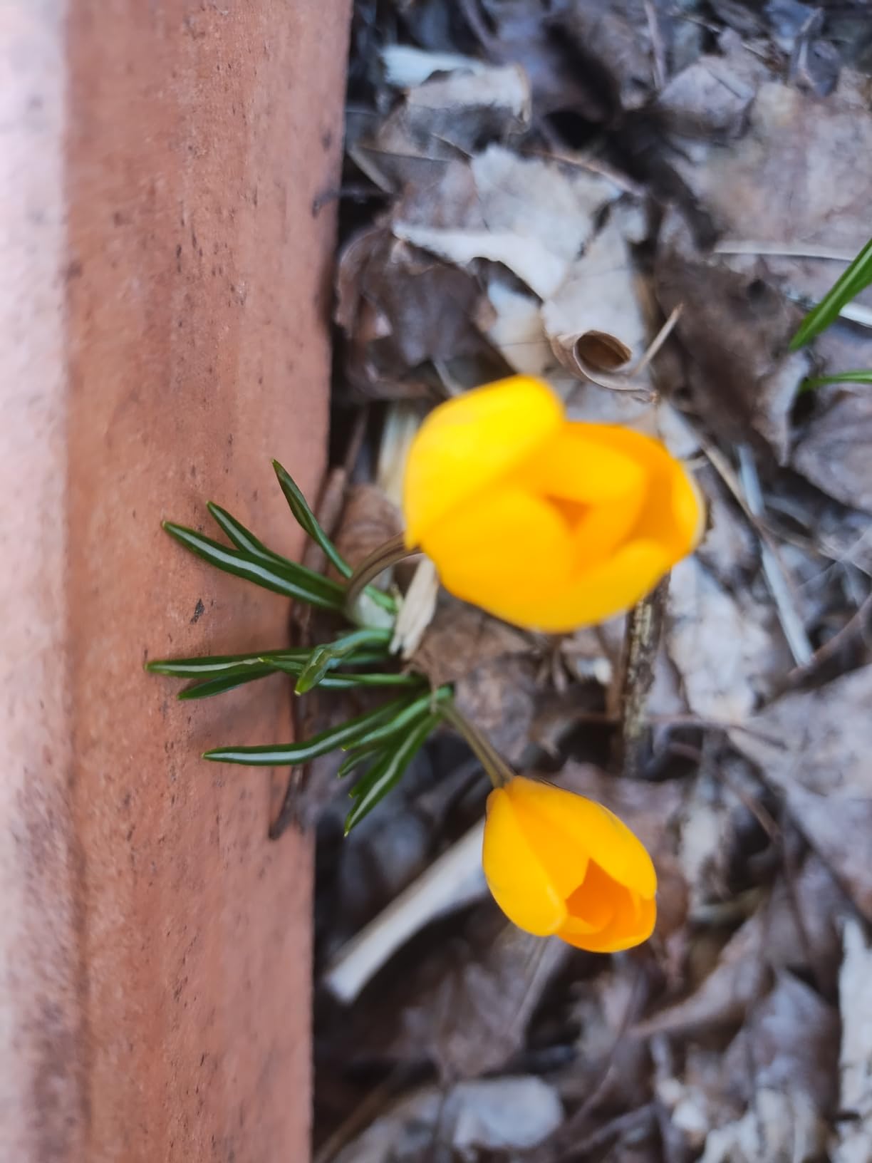 Amazon.com : Golden Yellow Crocus Bulbs for Planting - Perennial Garden ...