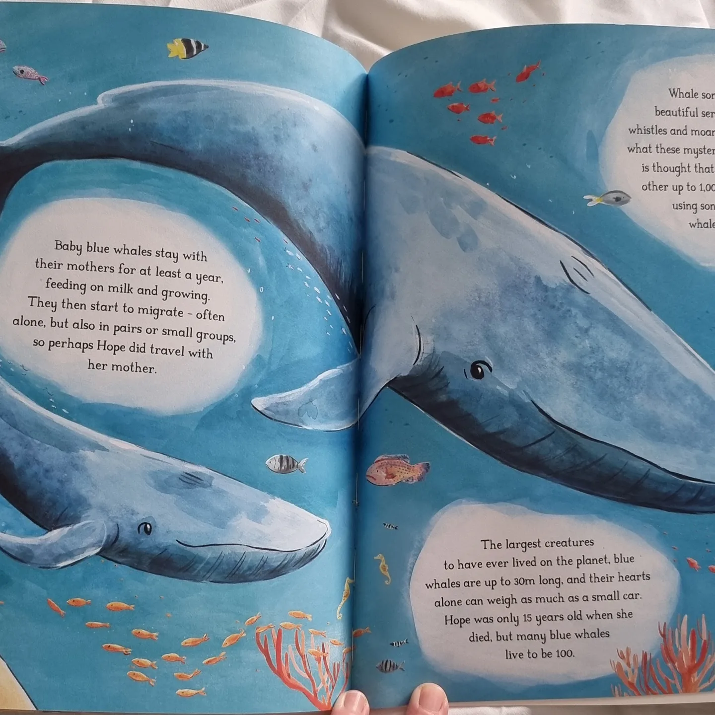 Hope the Whale: In Association with the Natural History Museum : Books ...
