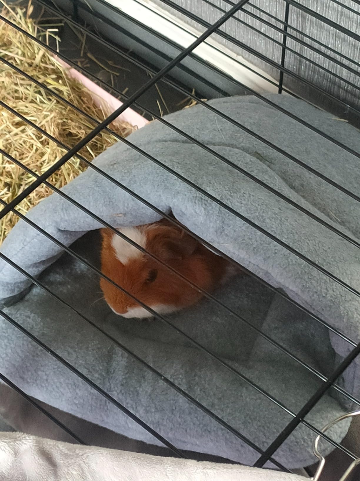 ZISHAN Guinea Pig Bed, Rabbit Bed, Guinea Pig Hideaway, Gray Guinea Pig ...