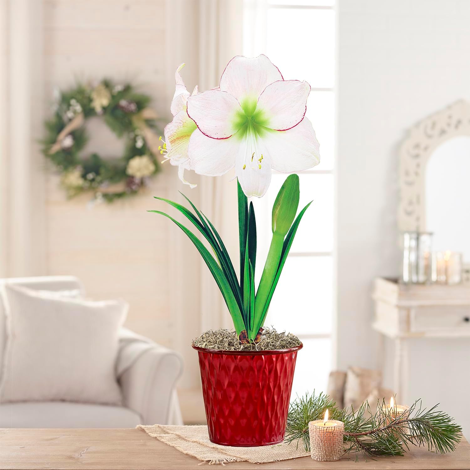 Amazon.com : BRECK'S - Picotee Pink Flowering Amaryllis Bulb Gift Kit ...