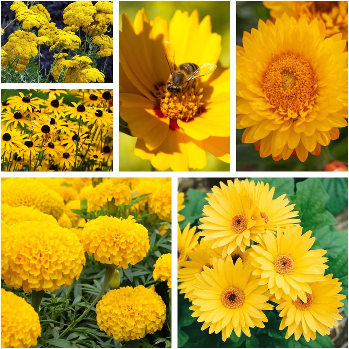 Amazon.com : Outsidepride Yellow Color Shades Mix Wildflower Seeds ...