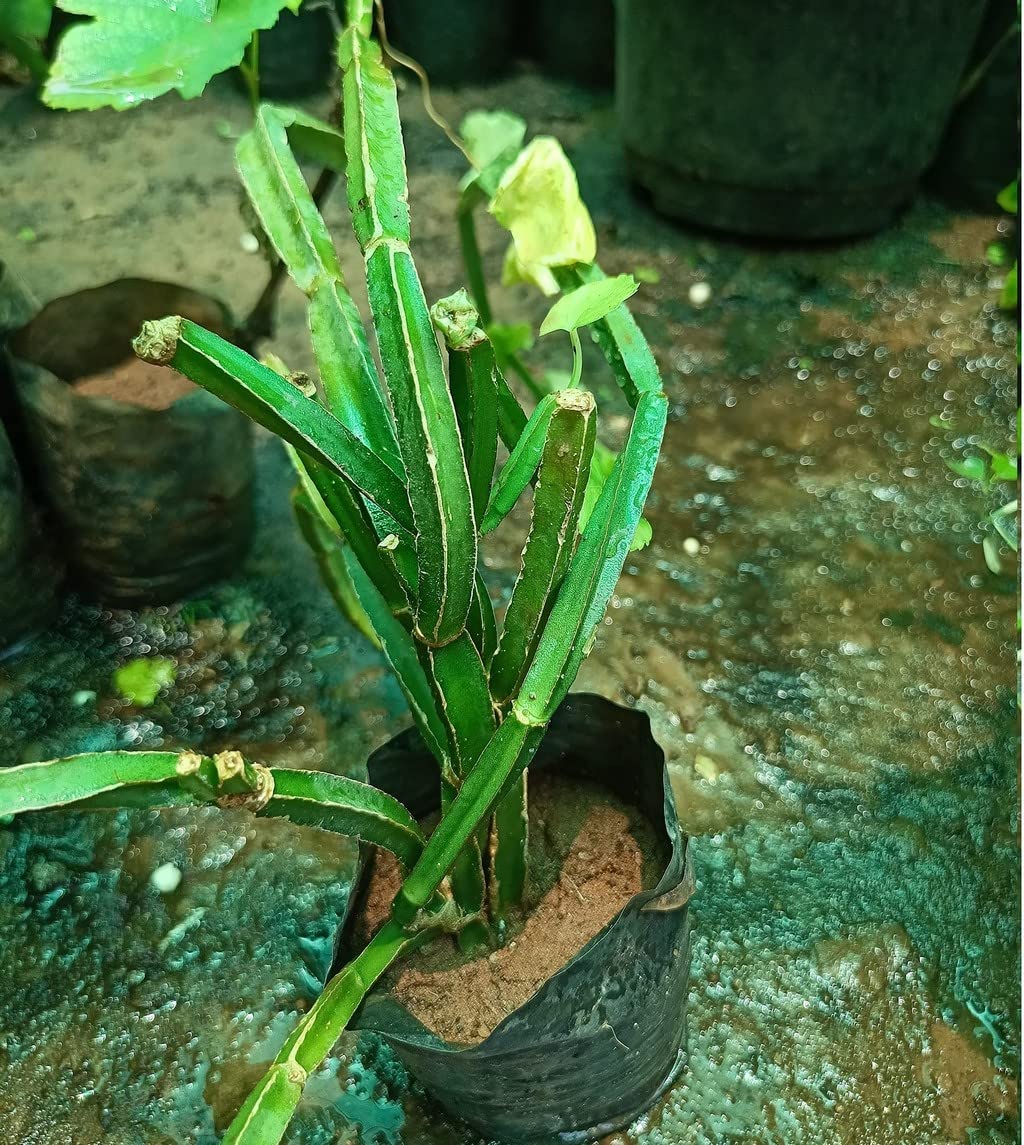 Buy OhhSome Garden Rare DevilS Back Cissus Quadrangularis Medicinal 1 y ...